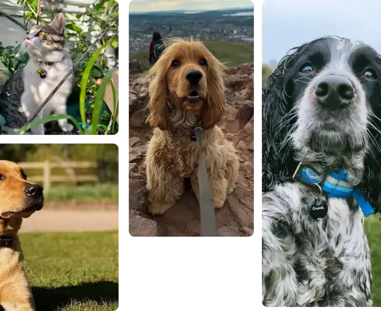 Crumb - The Network Protecting 1,000,000+ Pets | Crumb.