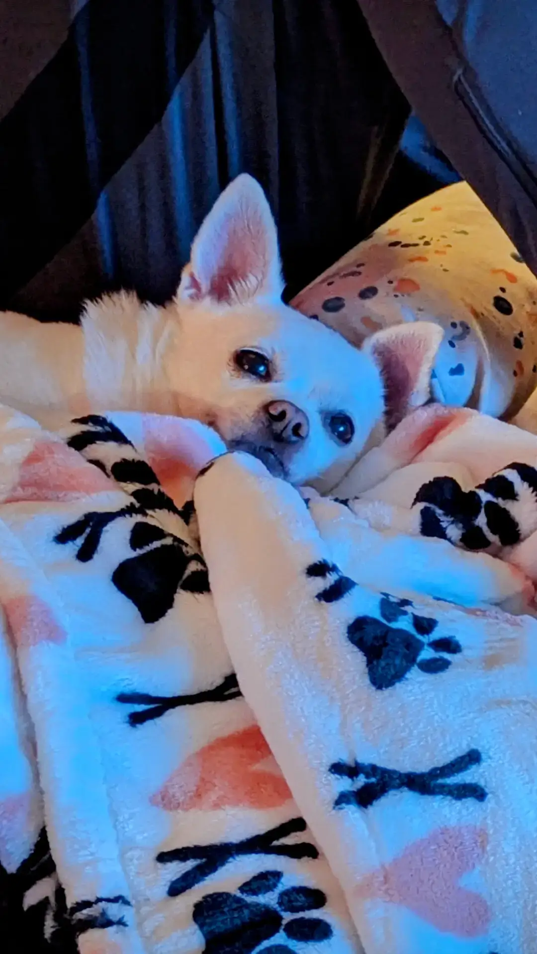 Crumb - The Network Protecting 1,000,000+ Pets | Crumb.