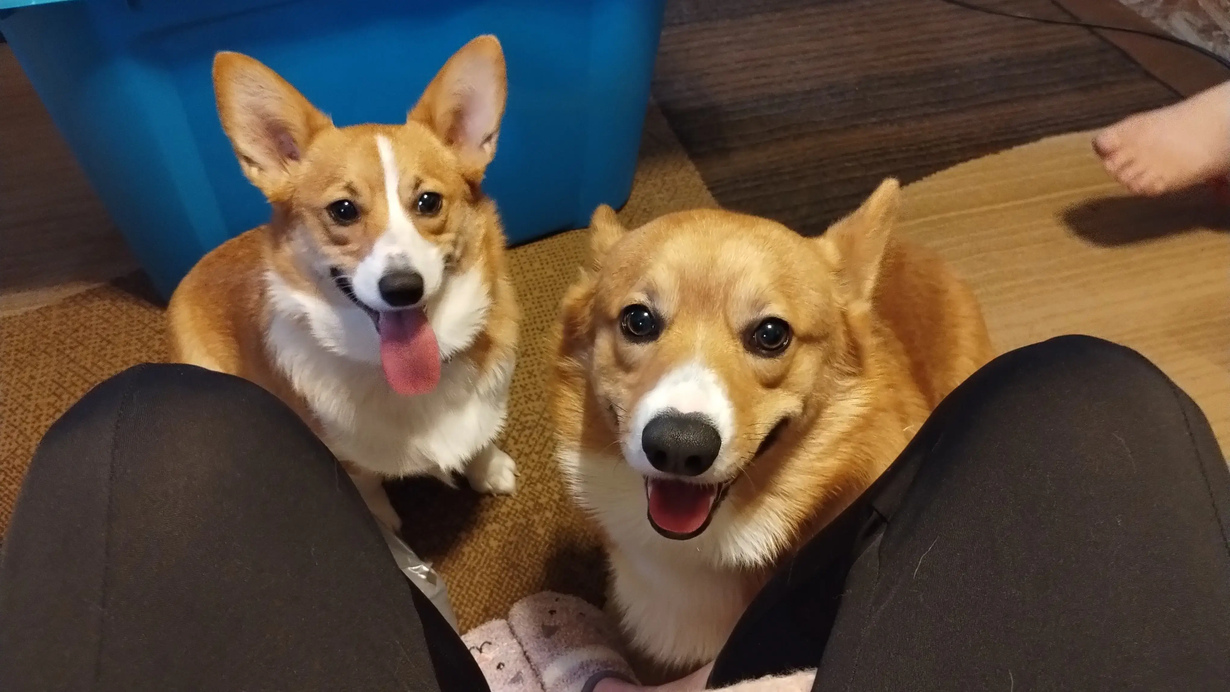 Crumb - The Network Protecting 1,000,000+ Pets | Crumb.