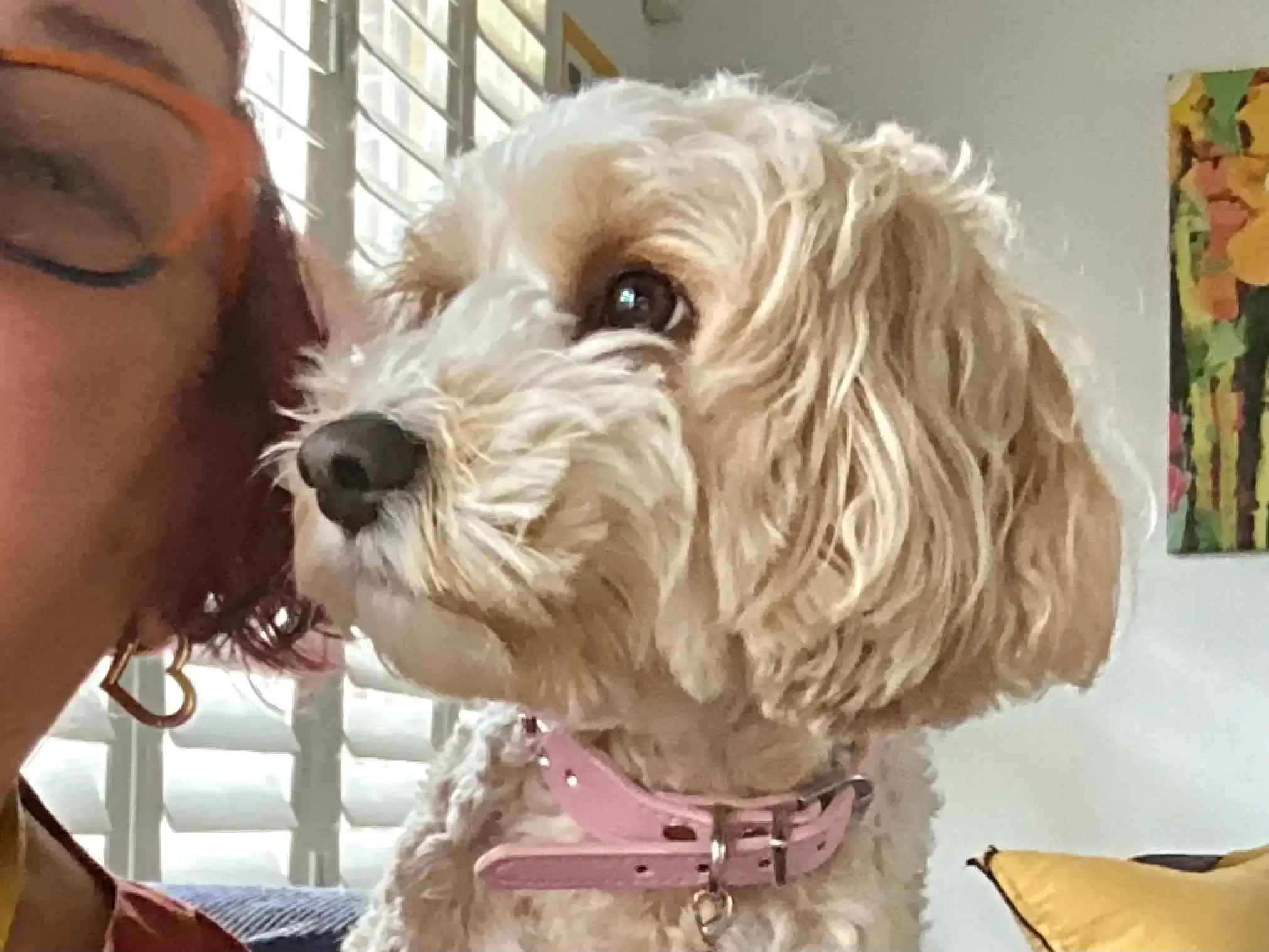 Crumb - The Network Protecting 1,000,000+ Pets | Crumb.