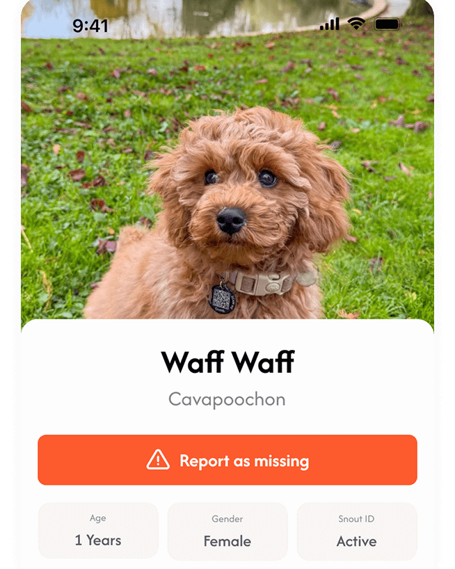 Privacy-Focused Digital Pet Profile | Crumb.